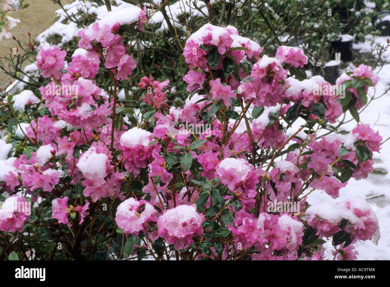 Rhododendron Praecox snow Stock Photo - Alamy