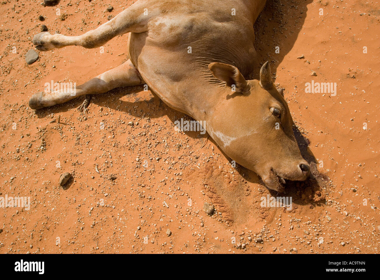 Dust Bowl Dead Cows