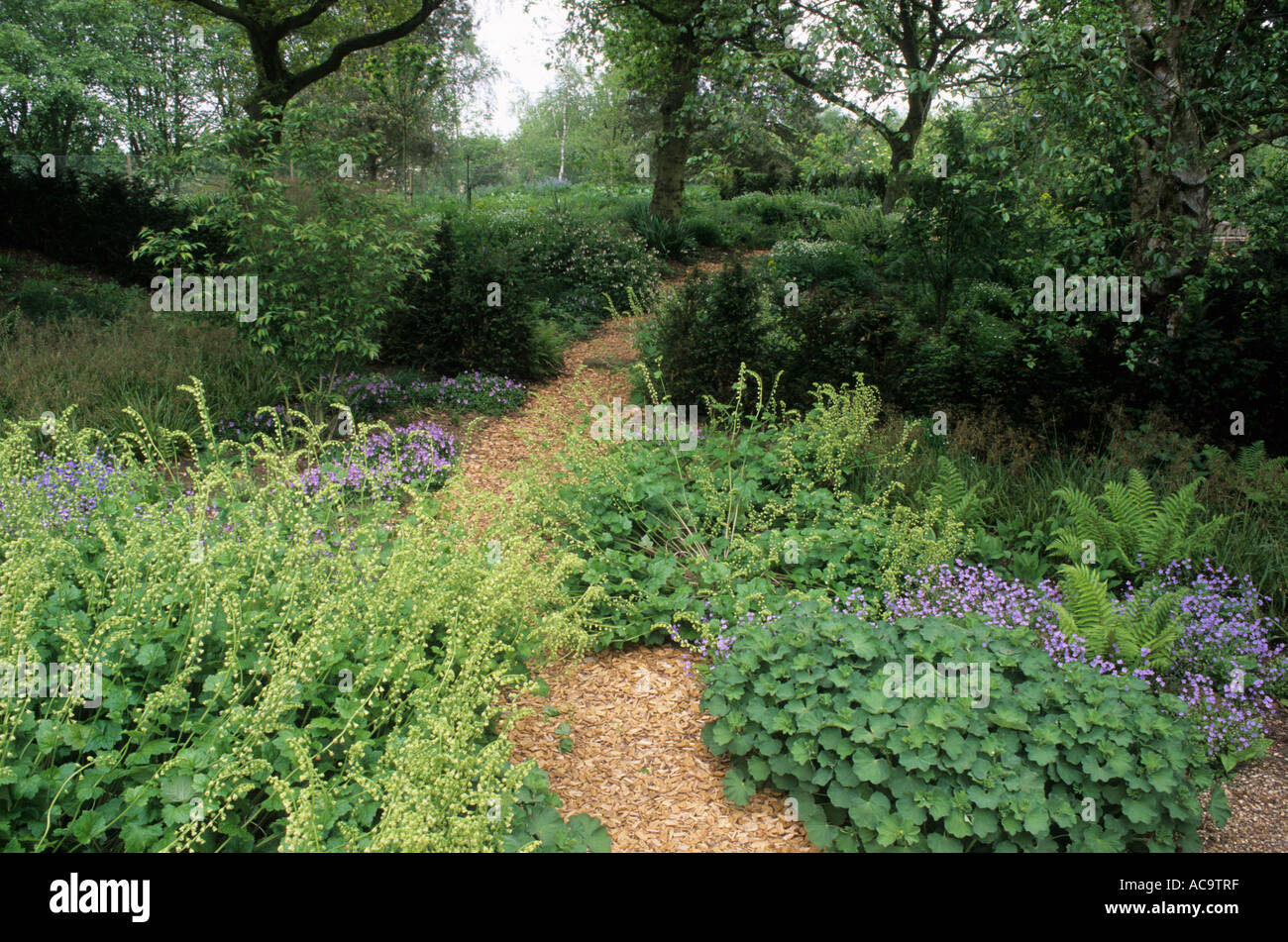 Woodland Planting, wood chip path, Pensthorpe Wave Garden, Norfolk ...