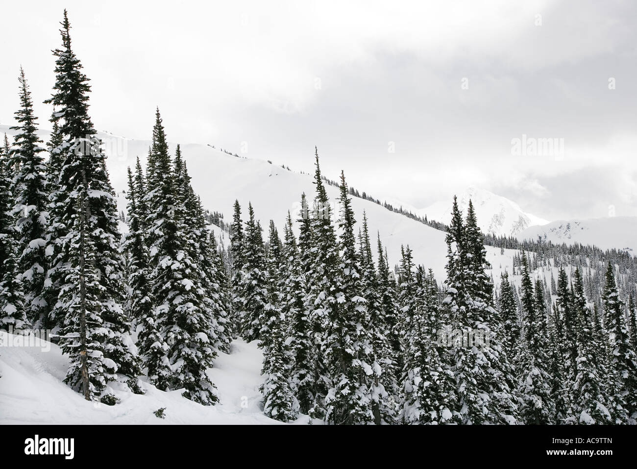 Snow covered trees on side of mountain Stock Photo - Alamy