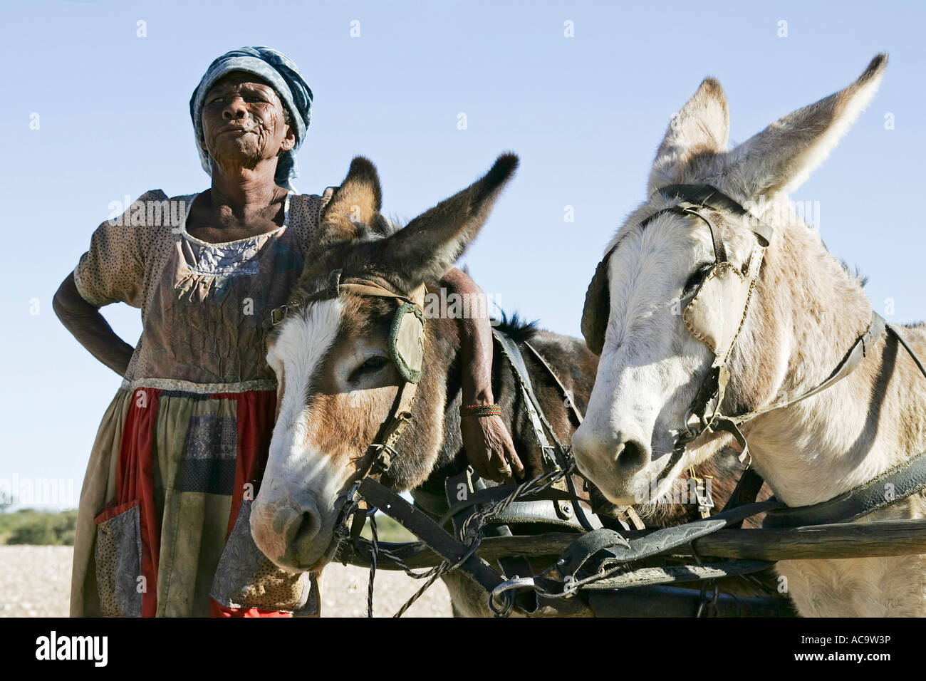 Old african woman with donkeys, Namibia, Africa Stock Photo - Alamy