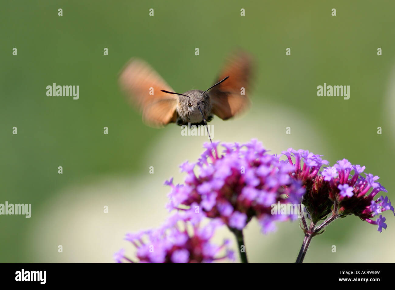 Hummingbird Hawk Moth (Macroglossum stellatarum Stock Photo - Alamy