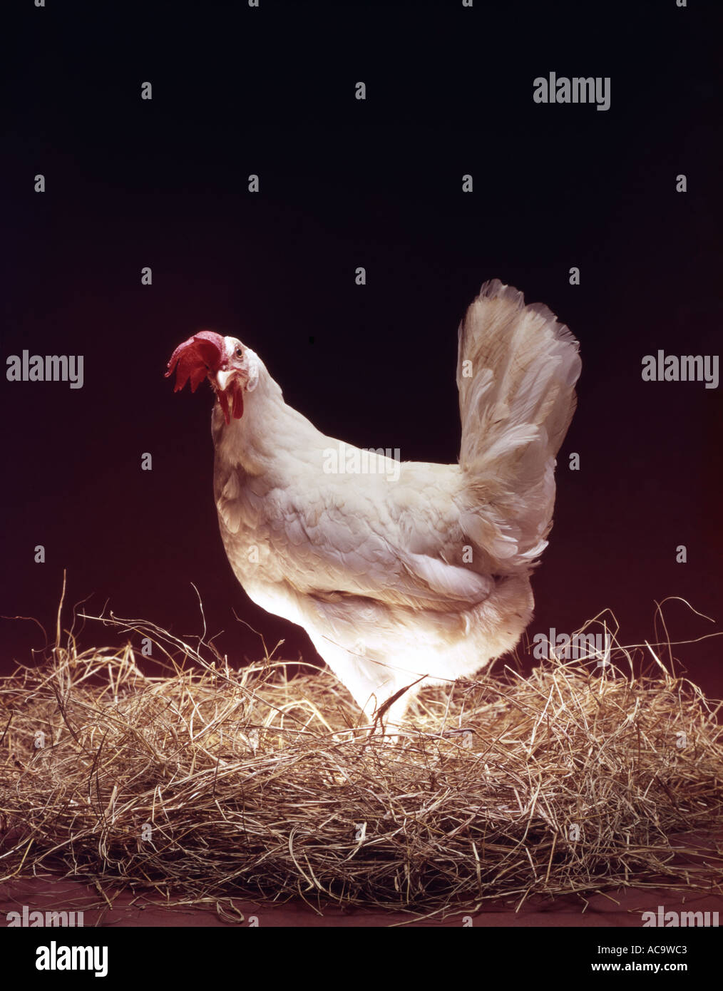 Chicken with quizzical look staring at camera Stock Photo - Alamy