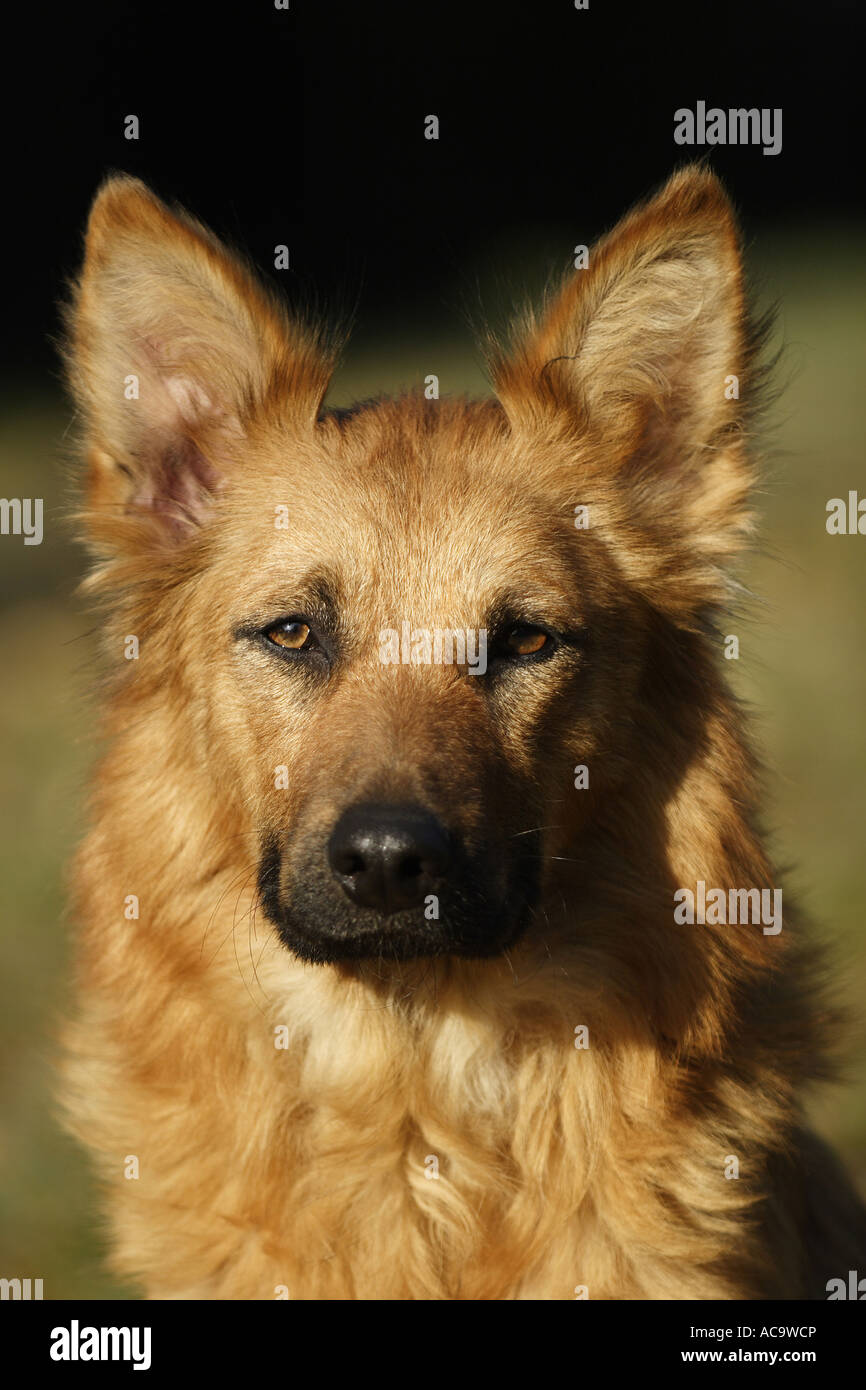 Dog, dog breed Harzer Fuchs Stock Photo - Alamy