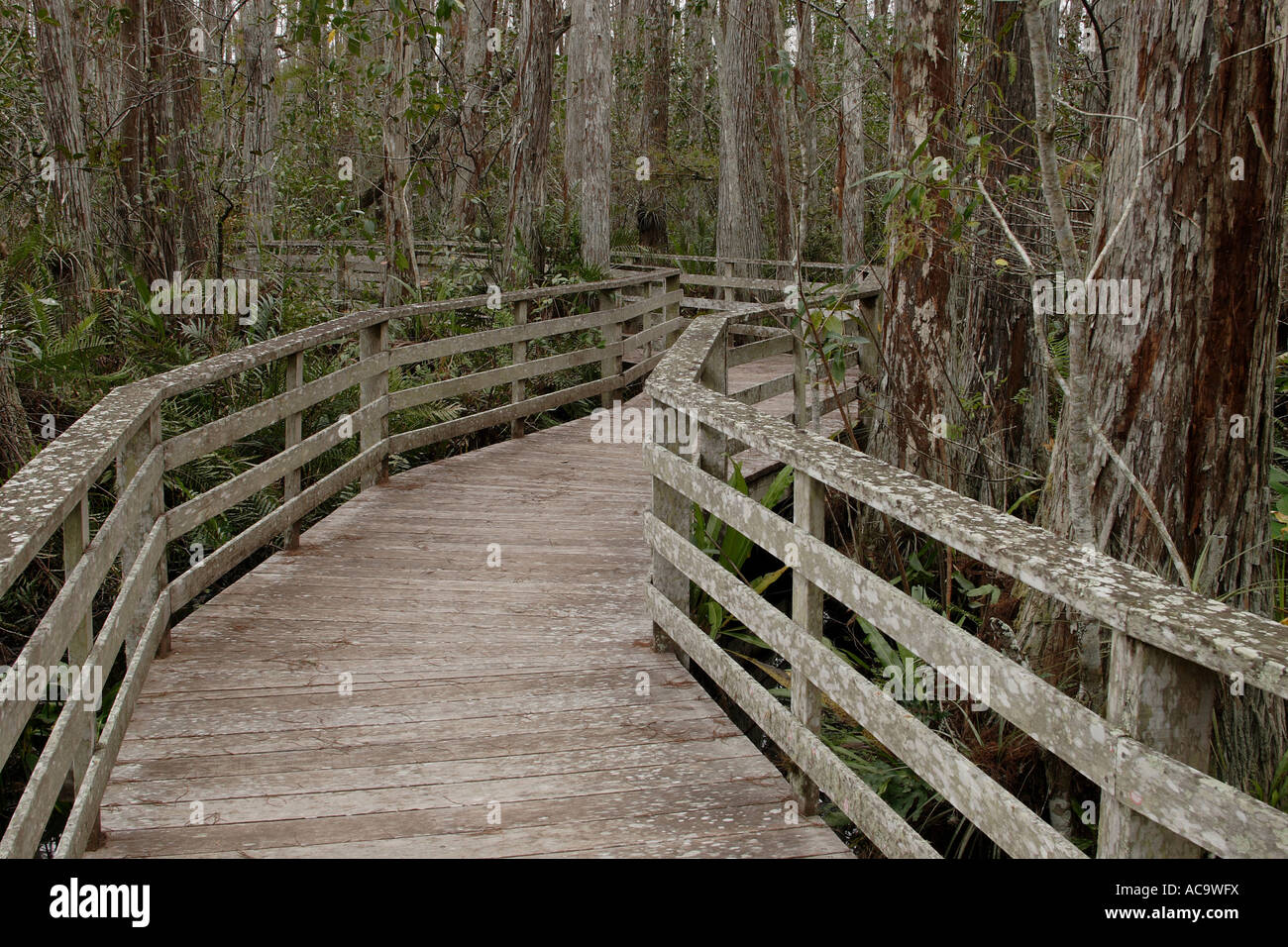 Boardwalk in the Corkscrew Swamp Sancturay, Florida, USA Stock Photo ...