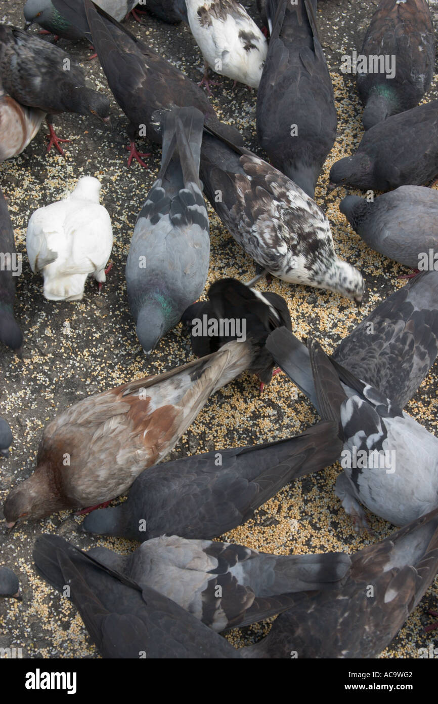 Pigeon mess hi-res stock photography and images - Alamy