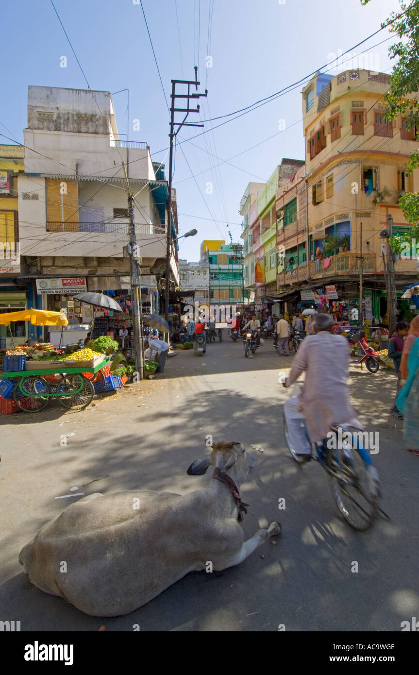 Sahiwal cow hi-res stock photography and images - Alamy