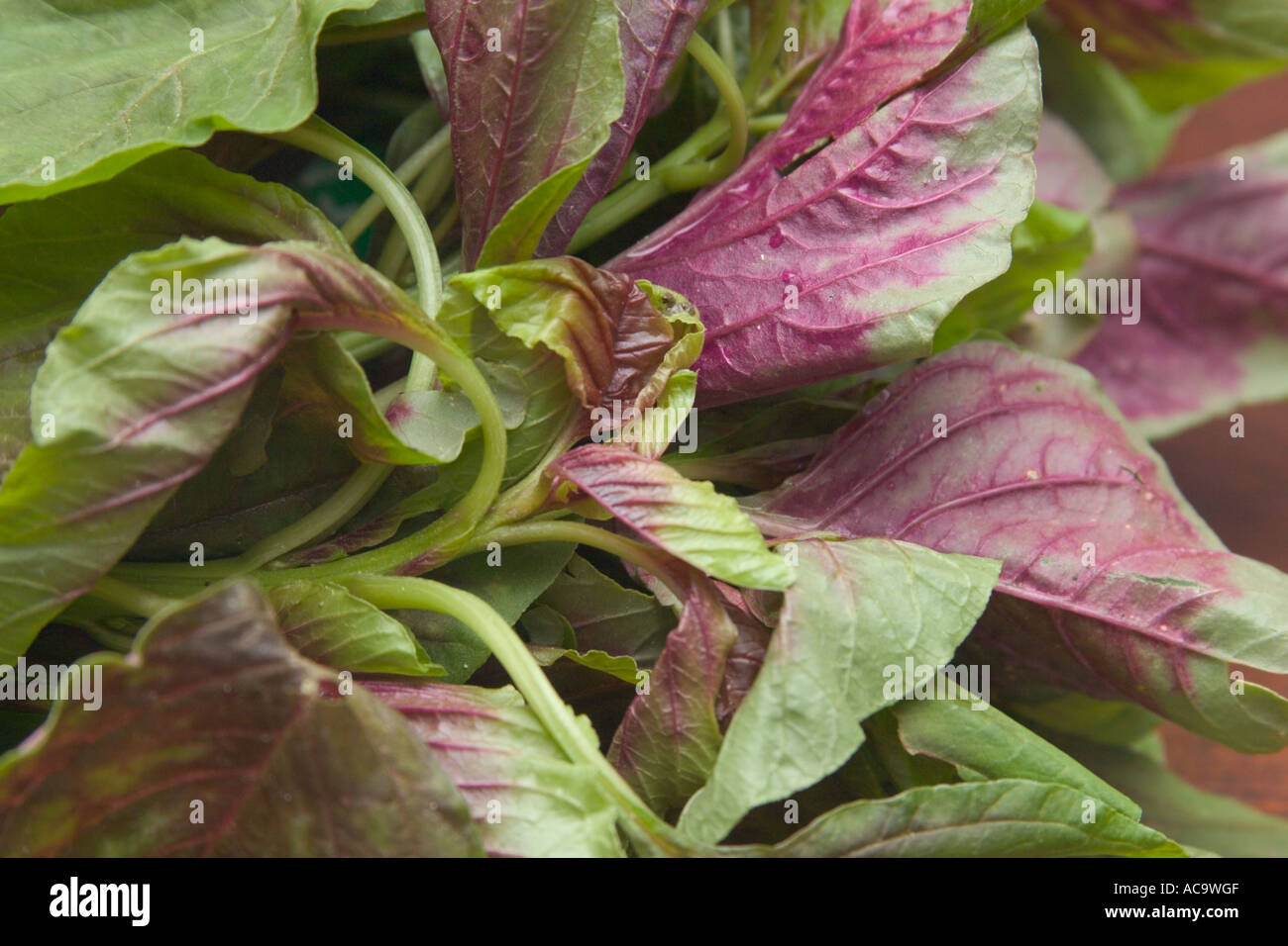 Purple spinach hi-res stock photography and images - Alamy