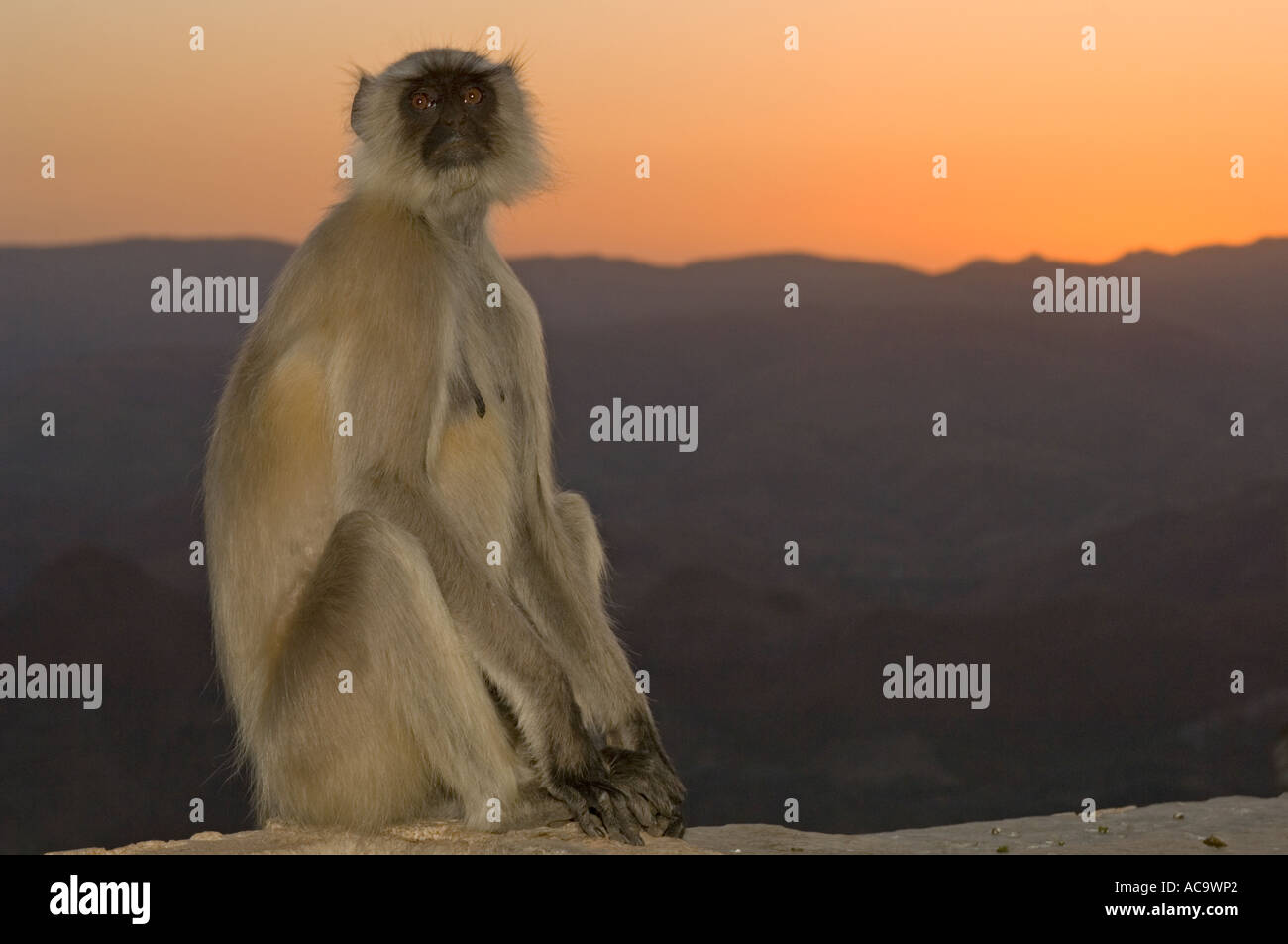 Monkey watching sunset hi-res stock photography and images - Alamy