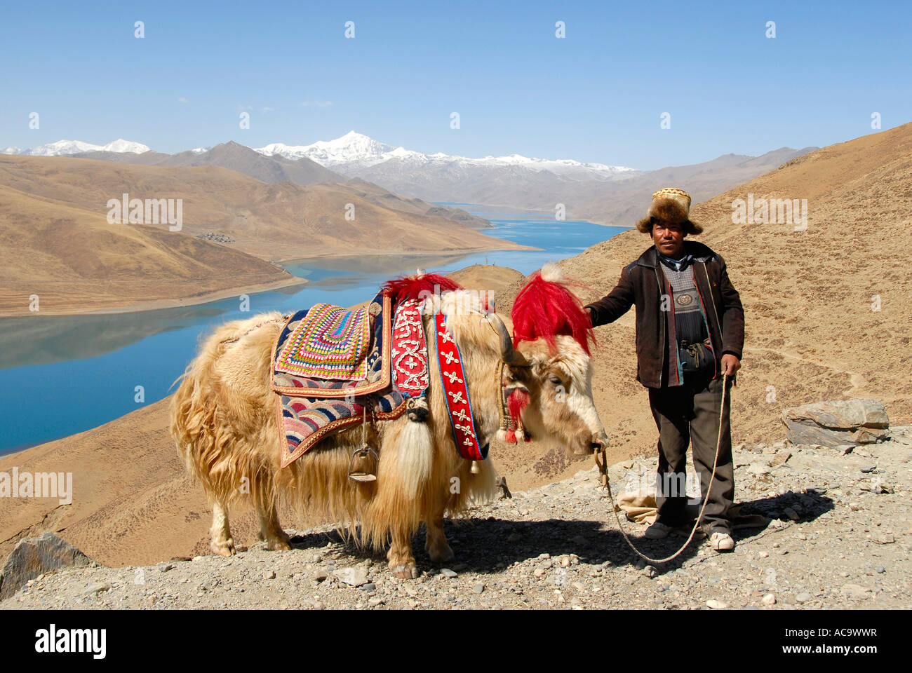 Man with decorated yak at Yamdrok Tso lake Kamba La pass Tibet China Stock Photo - Alamy