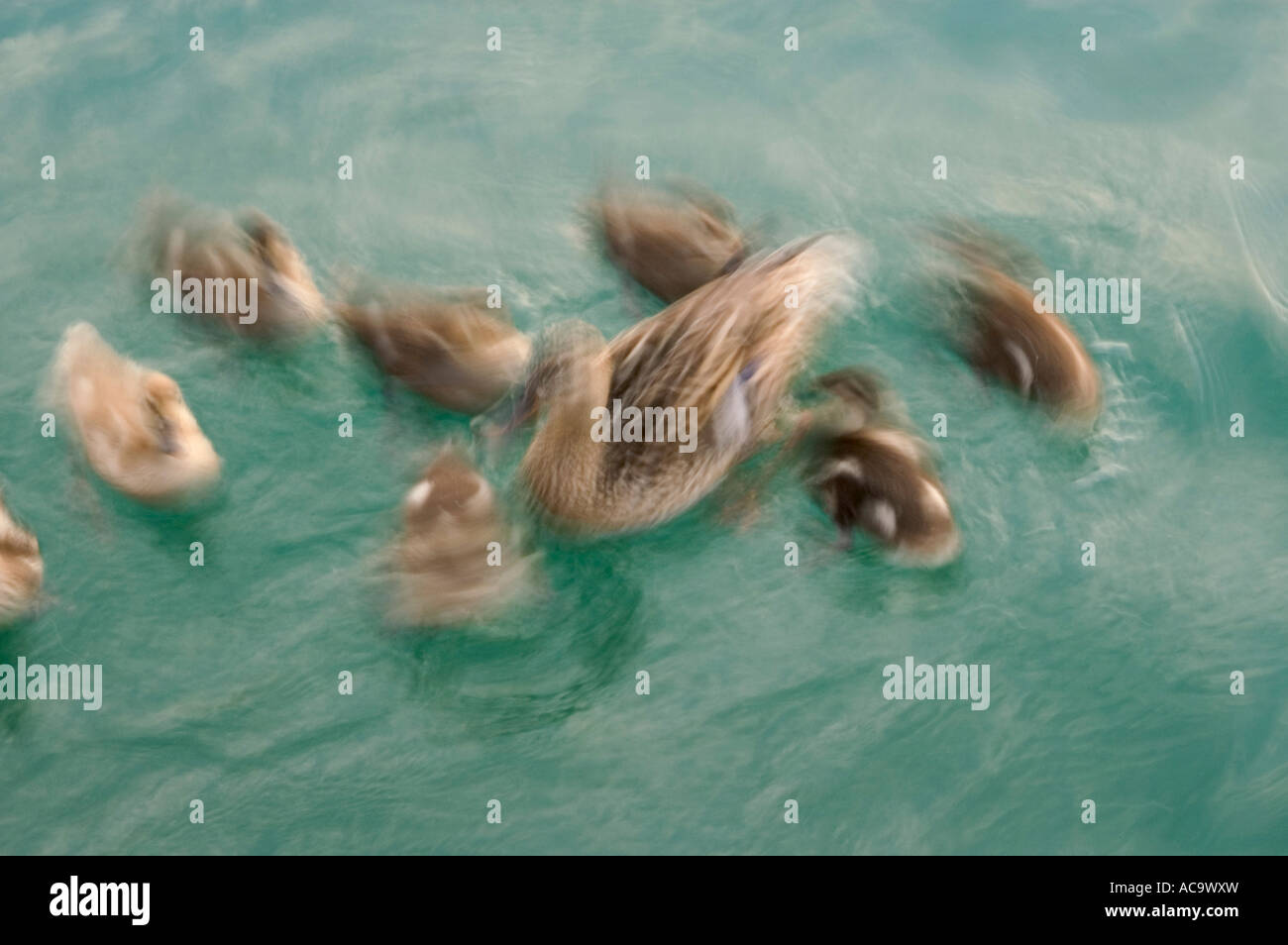 Duck familiy in motion with movements on the water Stock Photo - Alamy