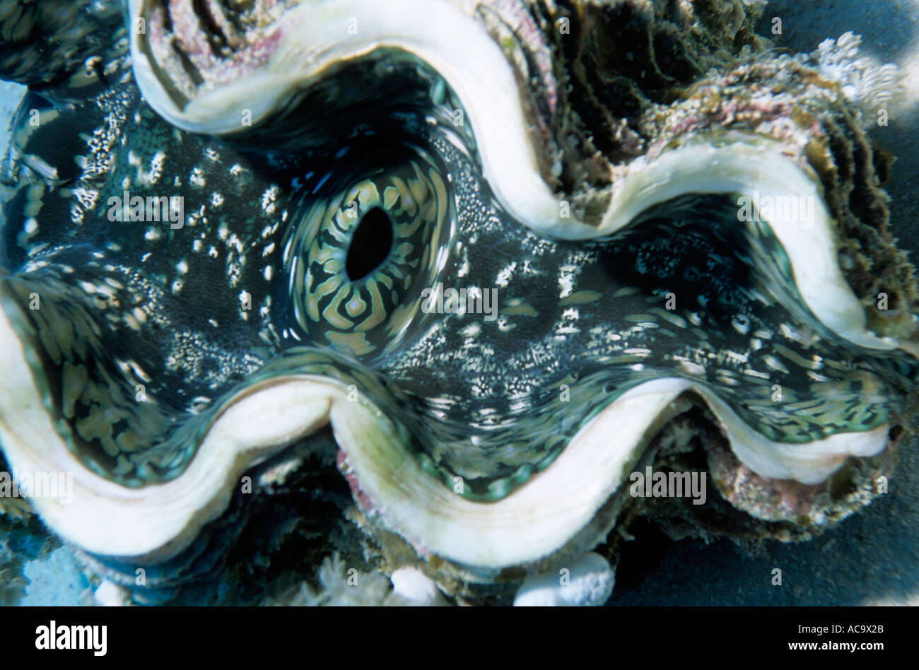 Curved shell of a Giant Clam, Dolphin House, Shab Samadai, Red Sea ...