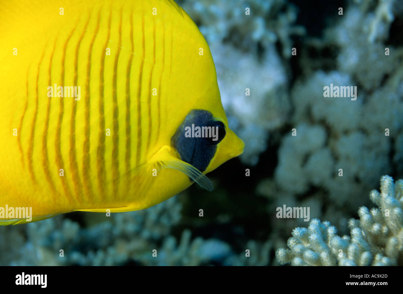 Dolphin Butterfly High Resolution Stock Photography and Images - Alamy