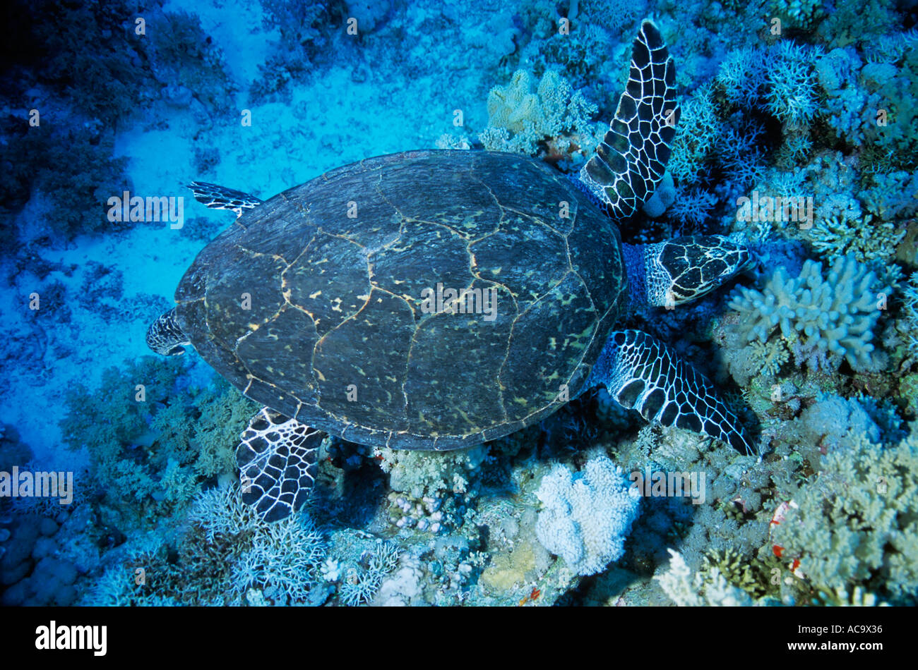 Loggerhead Sea Turtle (Caretta caretta) swimming in a coral garden in ...