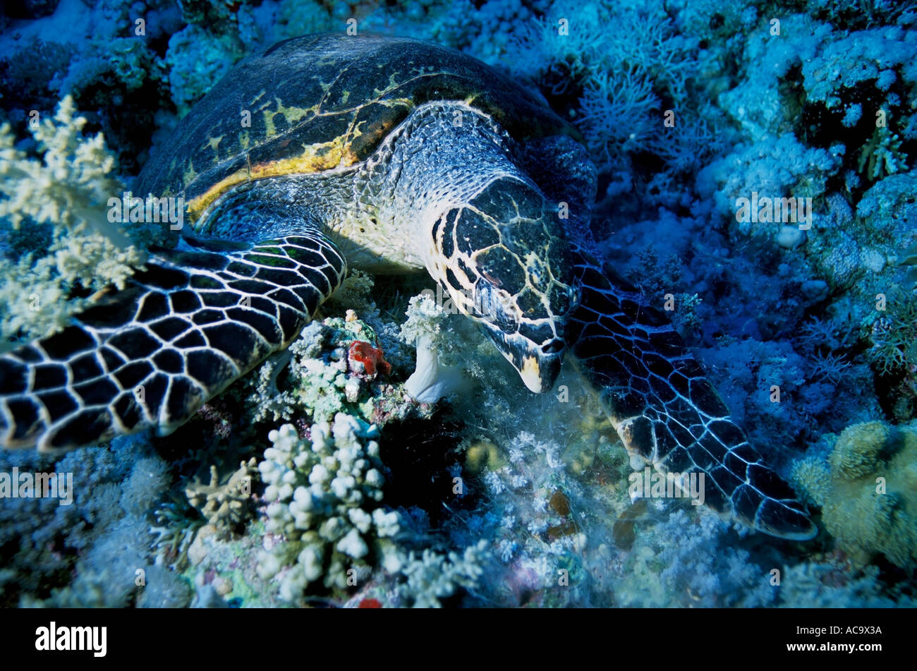 Loggerhead Sea Turtle (Caretta caretta) swimming in a coral garden in ...