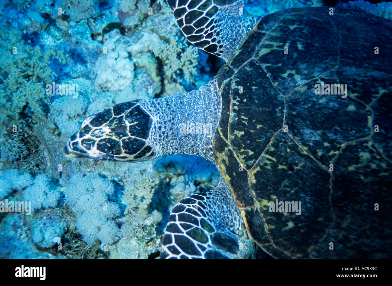 Loggerhead Sea Turtle (Caretta caretta) swimming in a coral garden in ...