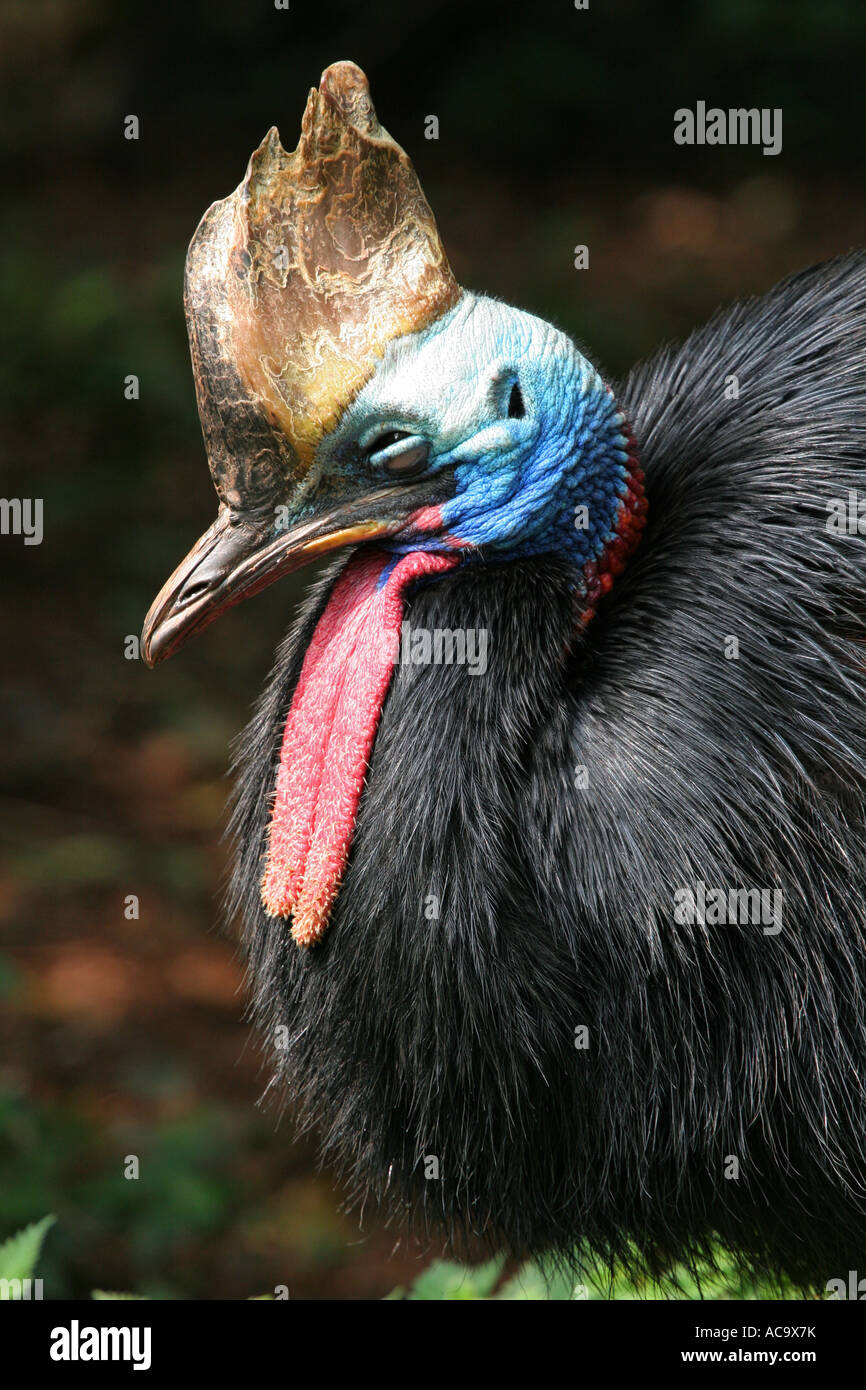 Closeup of a brightly coloured Southern Cassowary Casuarius casarius ...