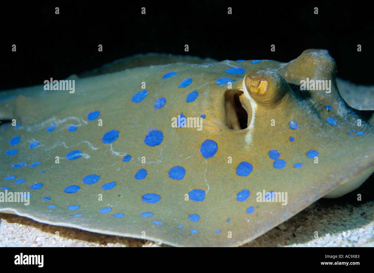 Bluespotted Stingray (Taeniura lymma) on sandy ocean floor, Red Sea ...