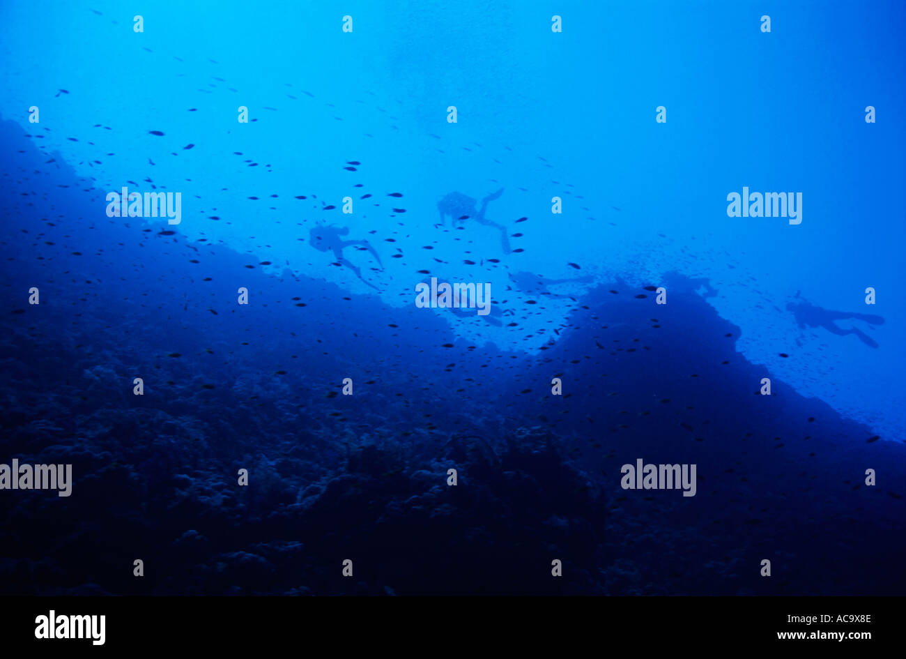 Deep blue reef from below hi-res stock photography and images - Alamy