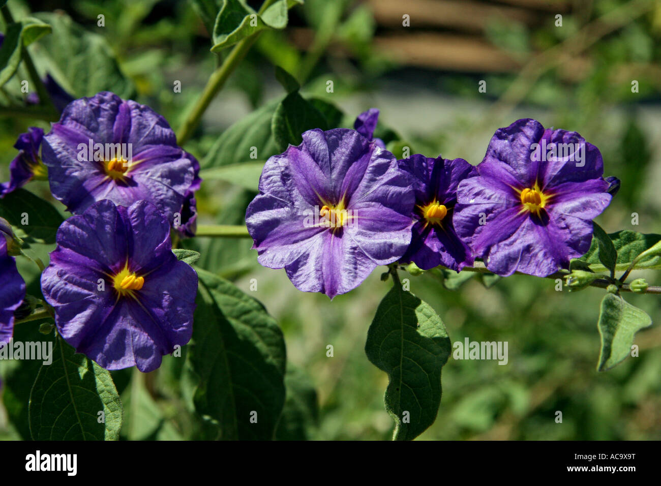 Solanum rantonnetii hi-res stock photography and images - Alamy