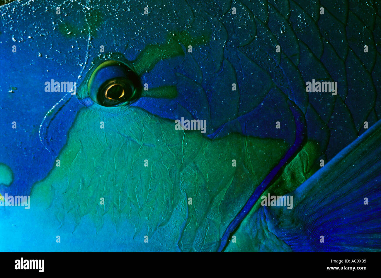 Parrotfish mucus hi-res stock photography and images - Alamy