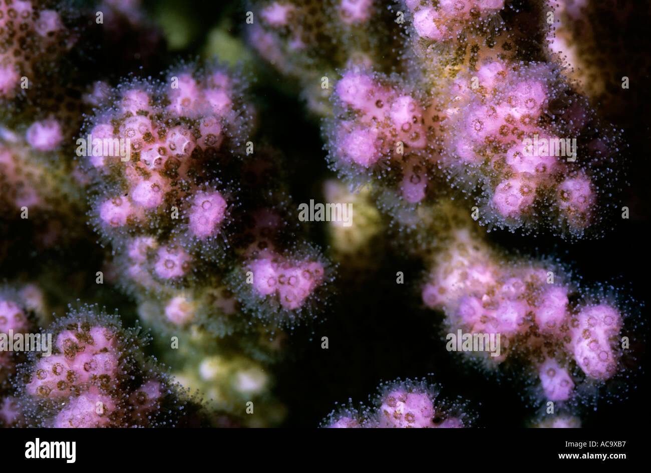 Pink polyps of a raspberry coral Marsa Abu Dabbab, Red Sea, Egypt Stock ...