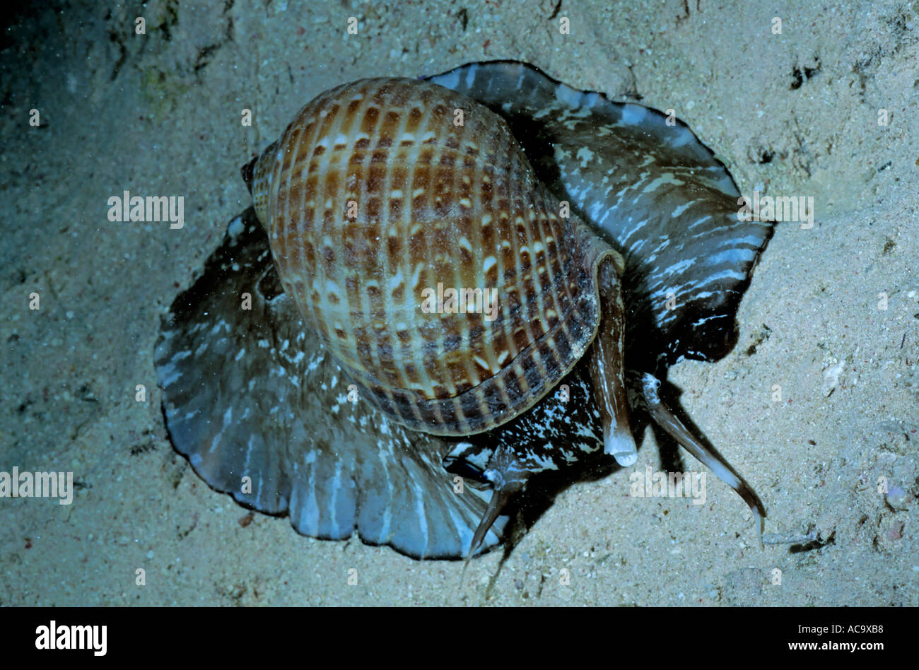 Partridge Tun (Tonna perdix) at night on sandy ocean floor in the Red Sea, Egypt Stock Photo - Alamy