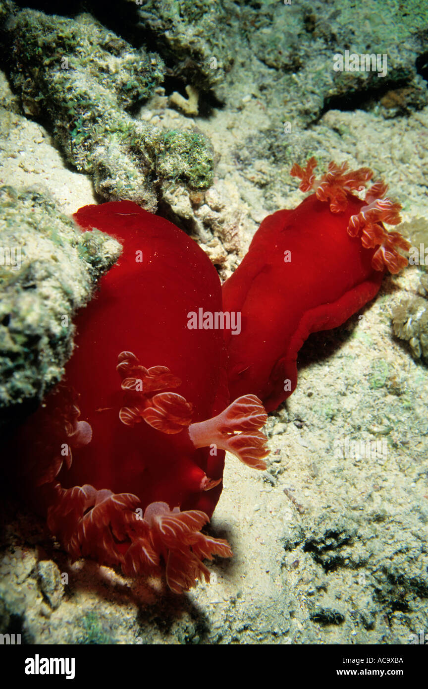 Egypt Red Sea Darla Close Up Of Two Spanish Dancers At Night Stock ...