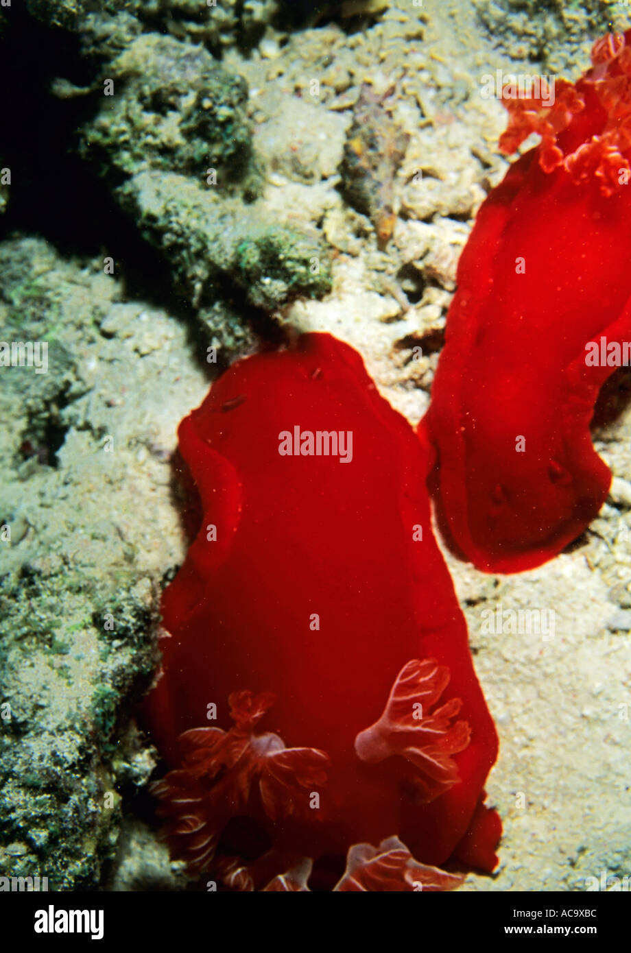 Two spanish dancers underwater hi-res stock photography and images - Alamy