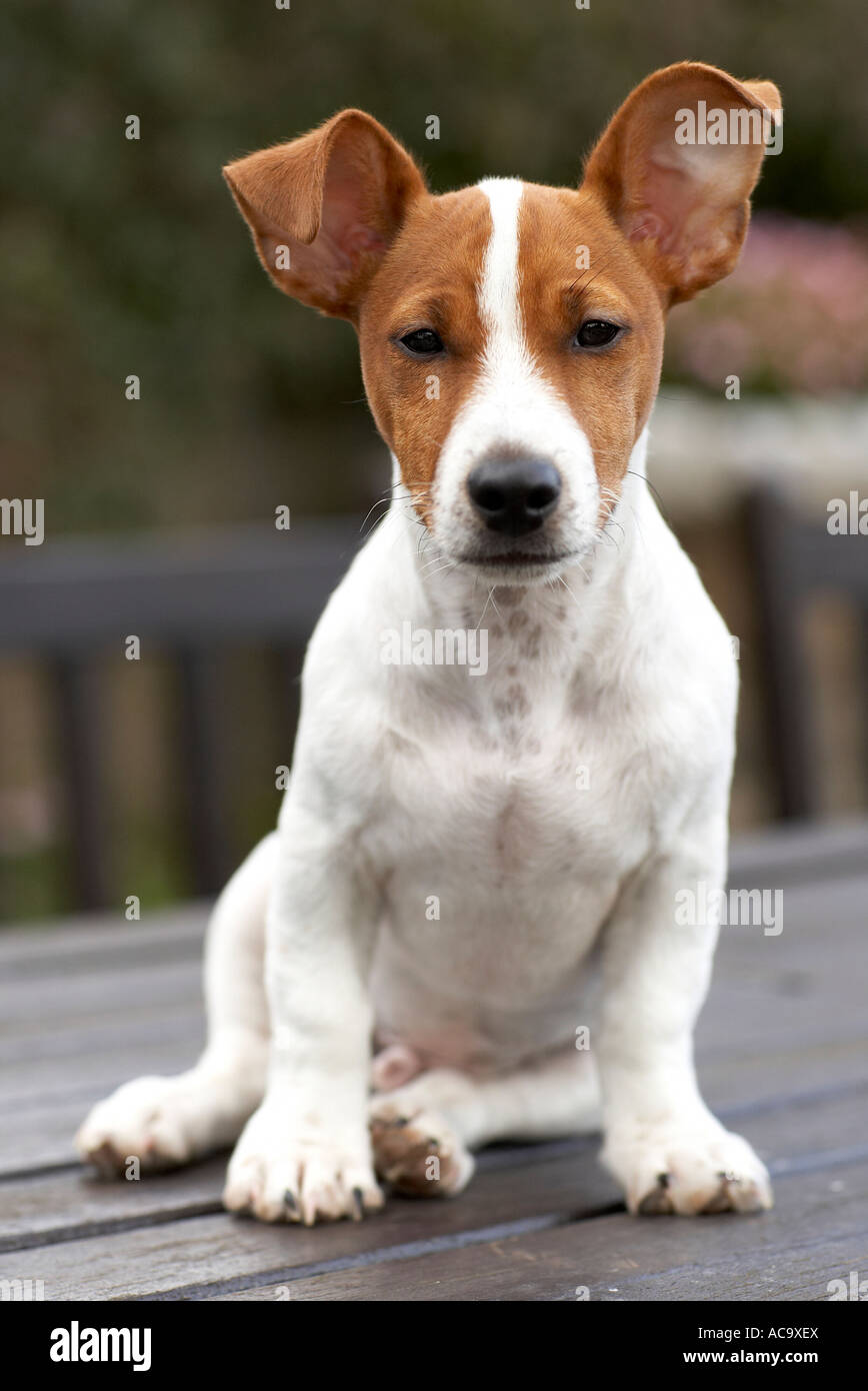 Jack russell pup dog hi-res stock photography and images - Alamy