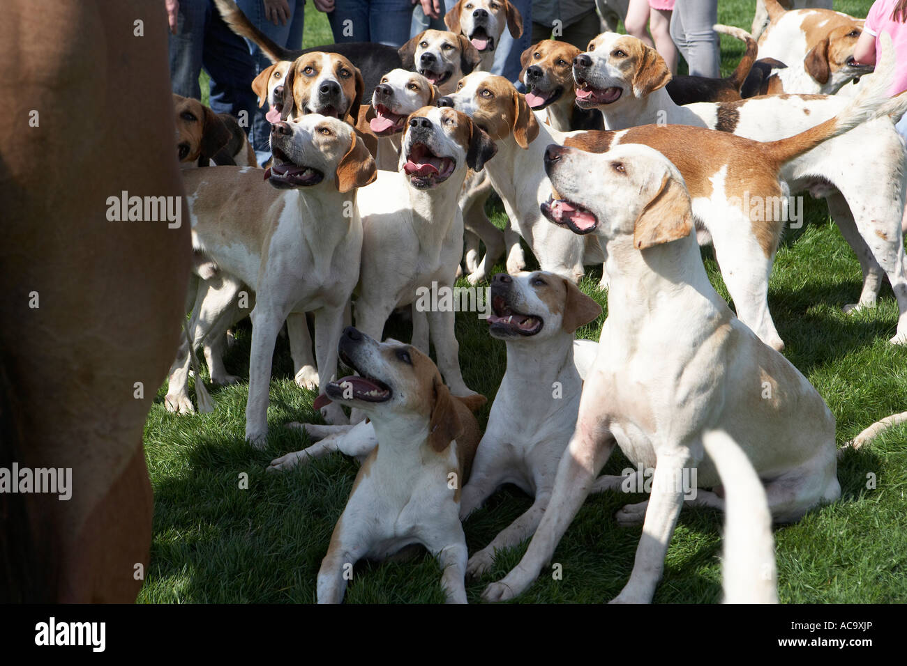 Fox hounds hi-res stock photography and images - Alamy