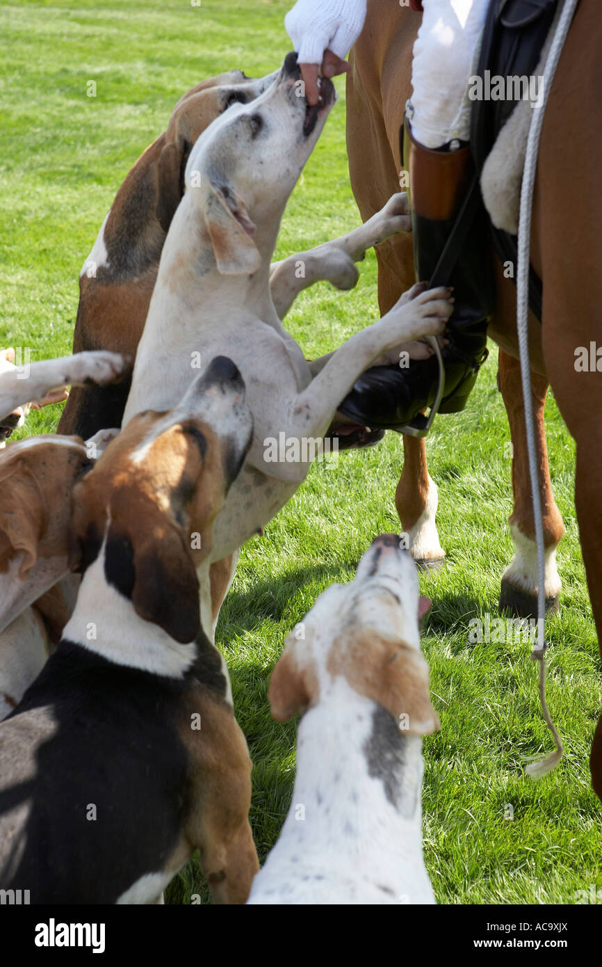 Huntsman and hounds hi-res stock photography and images - Alamy