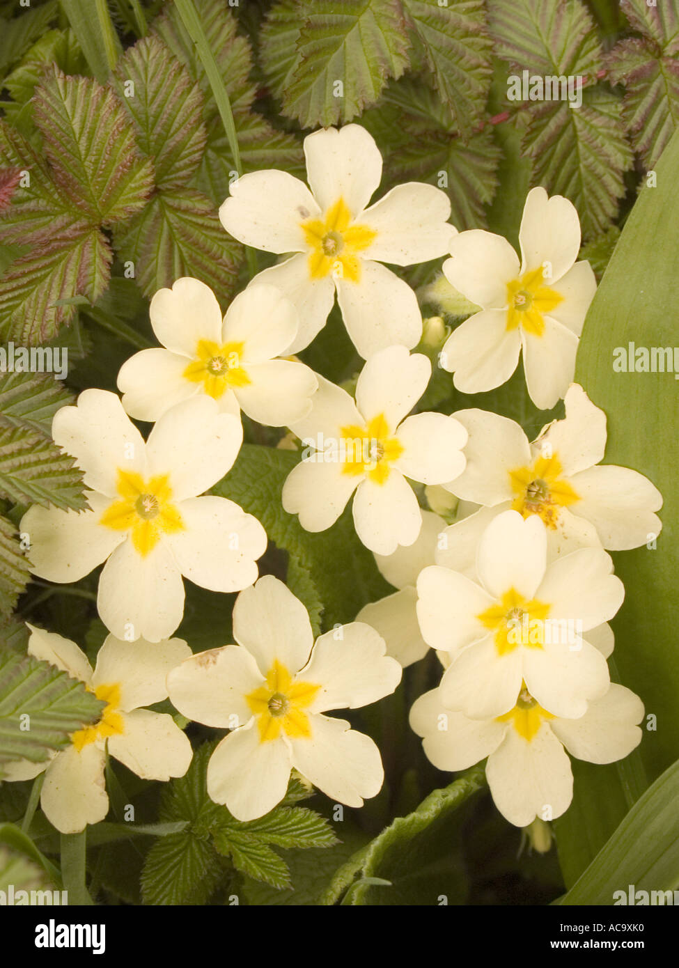 Wild Primroses Uk High Resolution Stock Photography and Images - Alamy