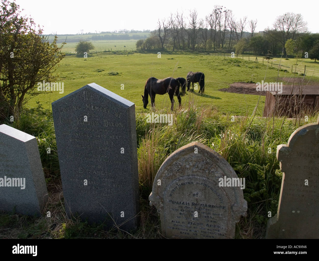 Horses by graveyard at Skipsea, East Yorkshire, UK Stock Photo - Alamy