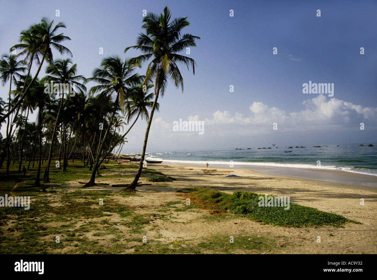 Coconut Trees On Colva Beach, Goa, India Stock Photo - Alamy