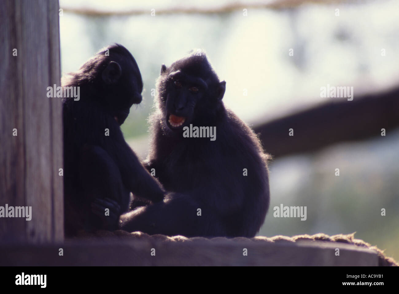 Two baby black monkeys playing on a tree house Stock Photo - Alamy