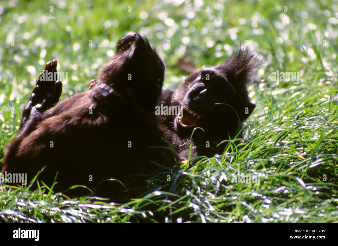 Two adult black ape monkeys playing in long grass Stock Photo - Alamy
