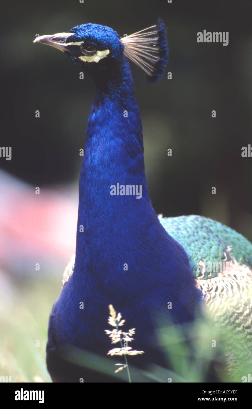 Curious profile of a colourful peacock Stock Photo - Alamy