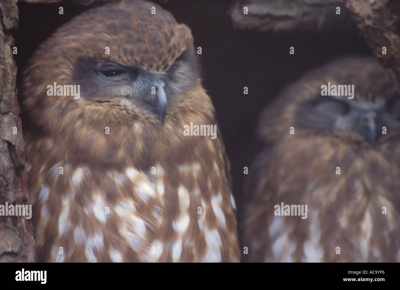 Winking owls hi-res stock photography and images - Alamy