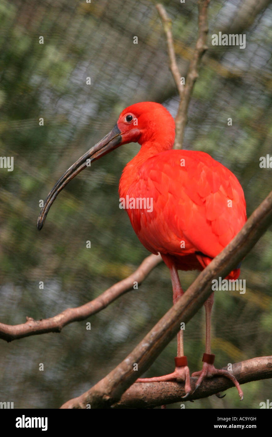 Stunning captive bright red Scarlet Ibis Eudocimus Ruber bird water ...