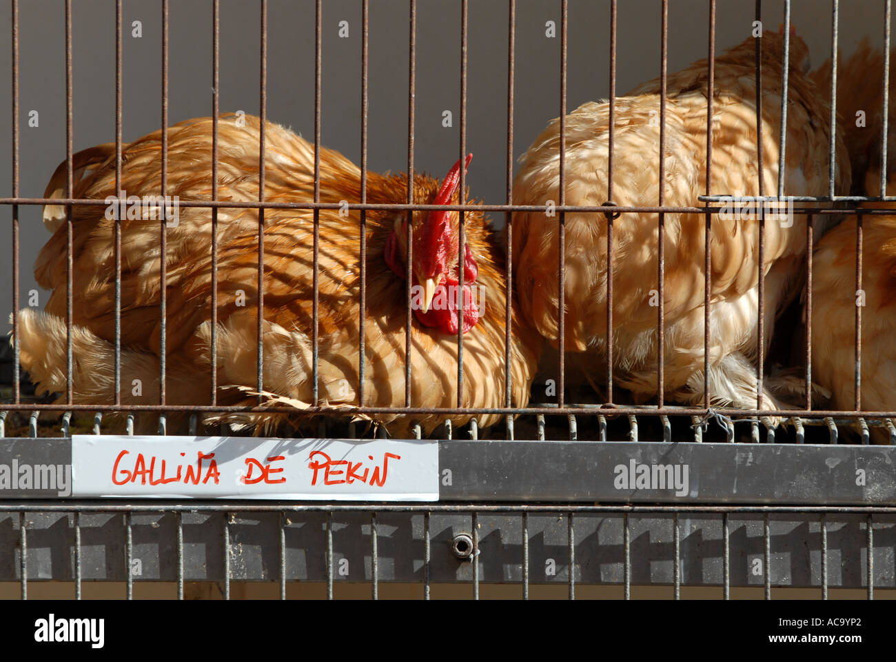Chicken living conditions hi-res stock photography and images - Alamy
