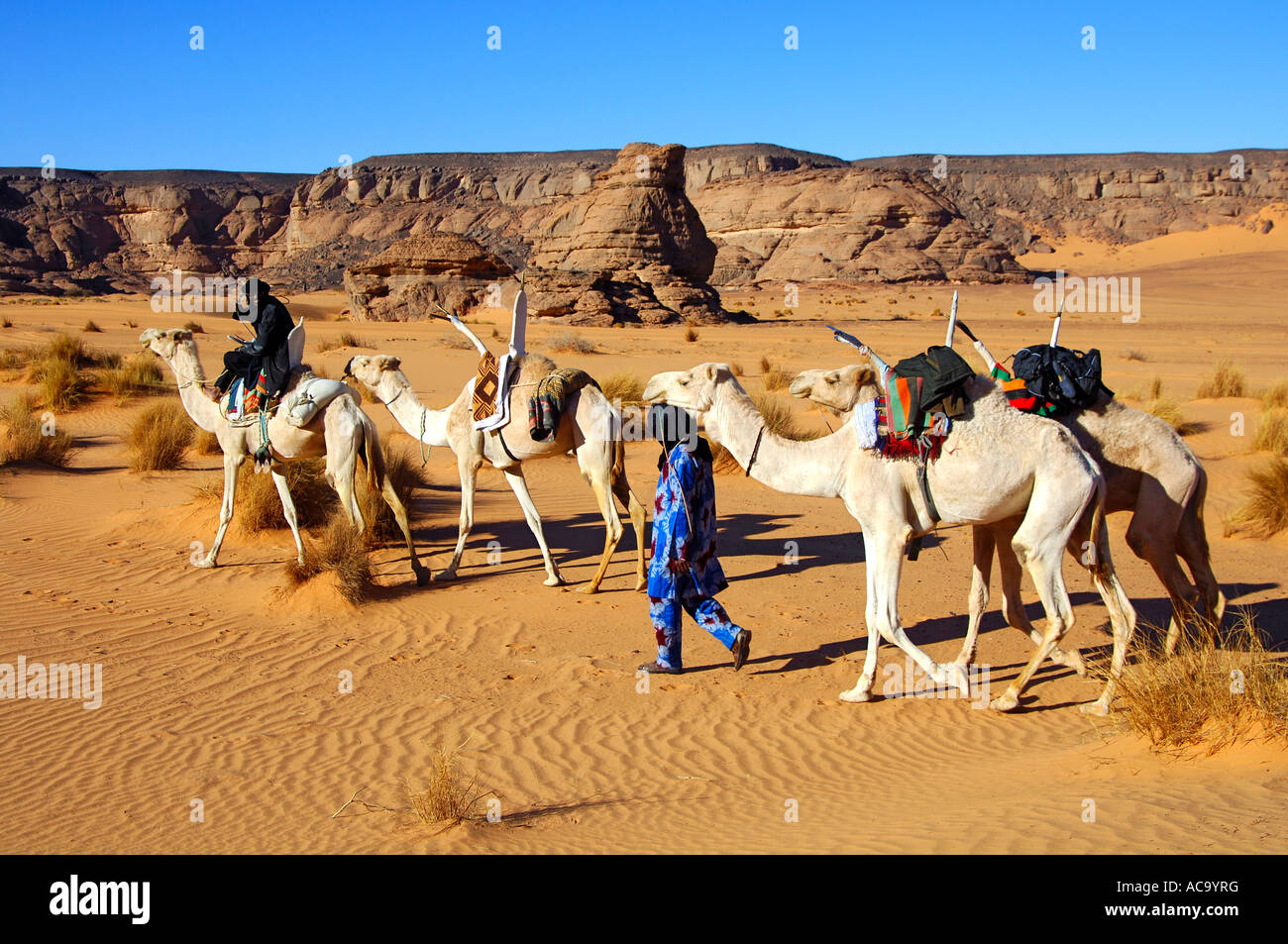 Tuareg nomads with white Mehari riding dromedaries, Acacus Mountains ...