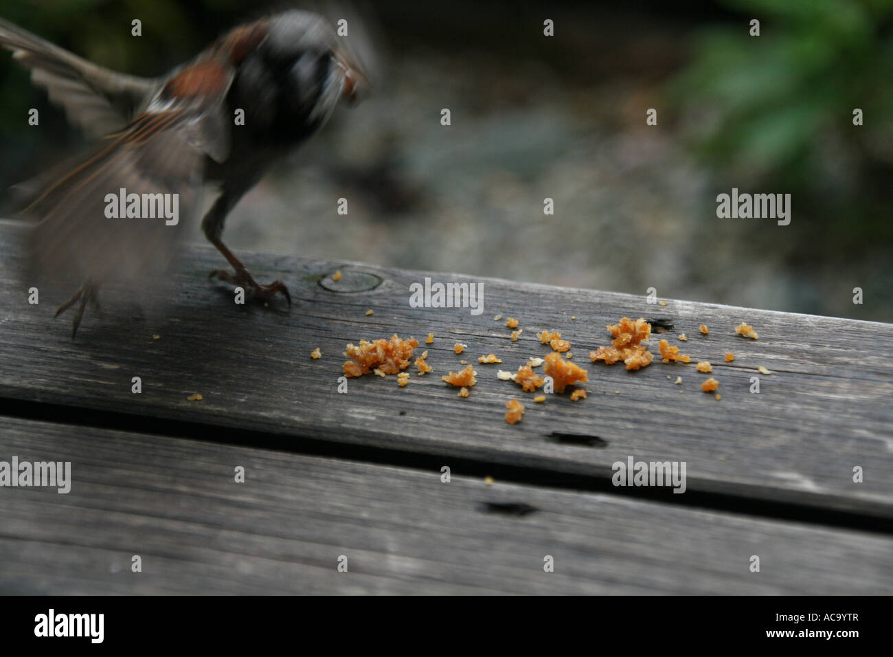 Flying flapjack hi-res stock photography and images - Alamy