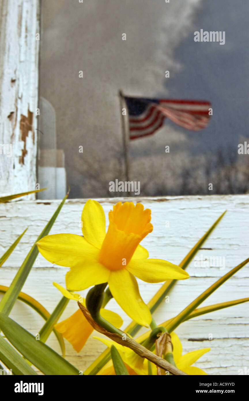 Daffodils in a window box hi-res stock photography and images - Alamy