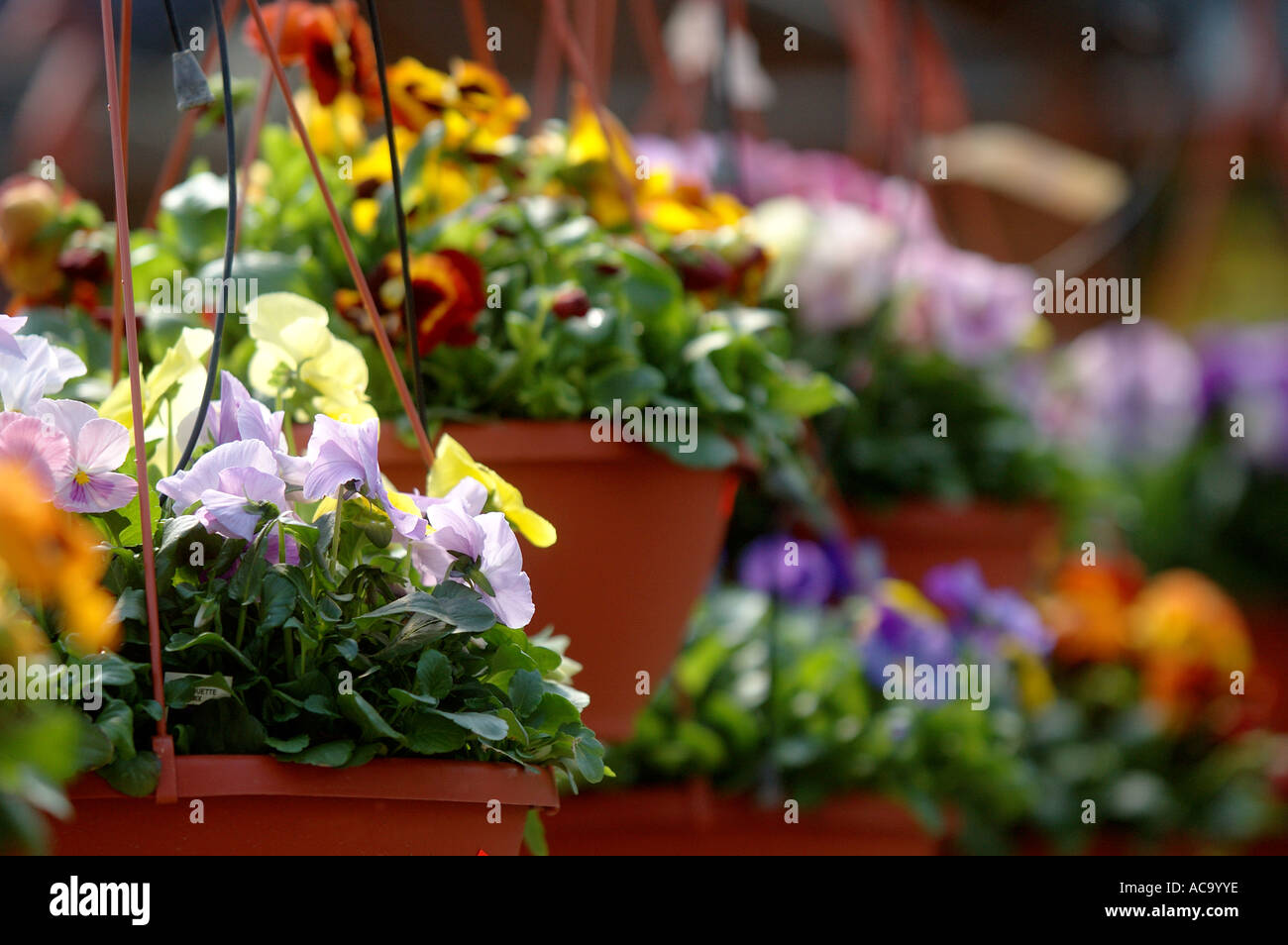 spring flowers hanging plants plant hanger greenhouse color colour ...