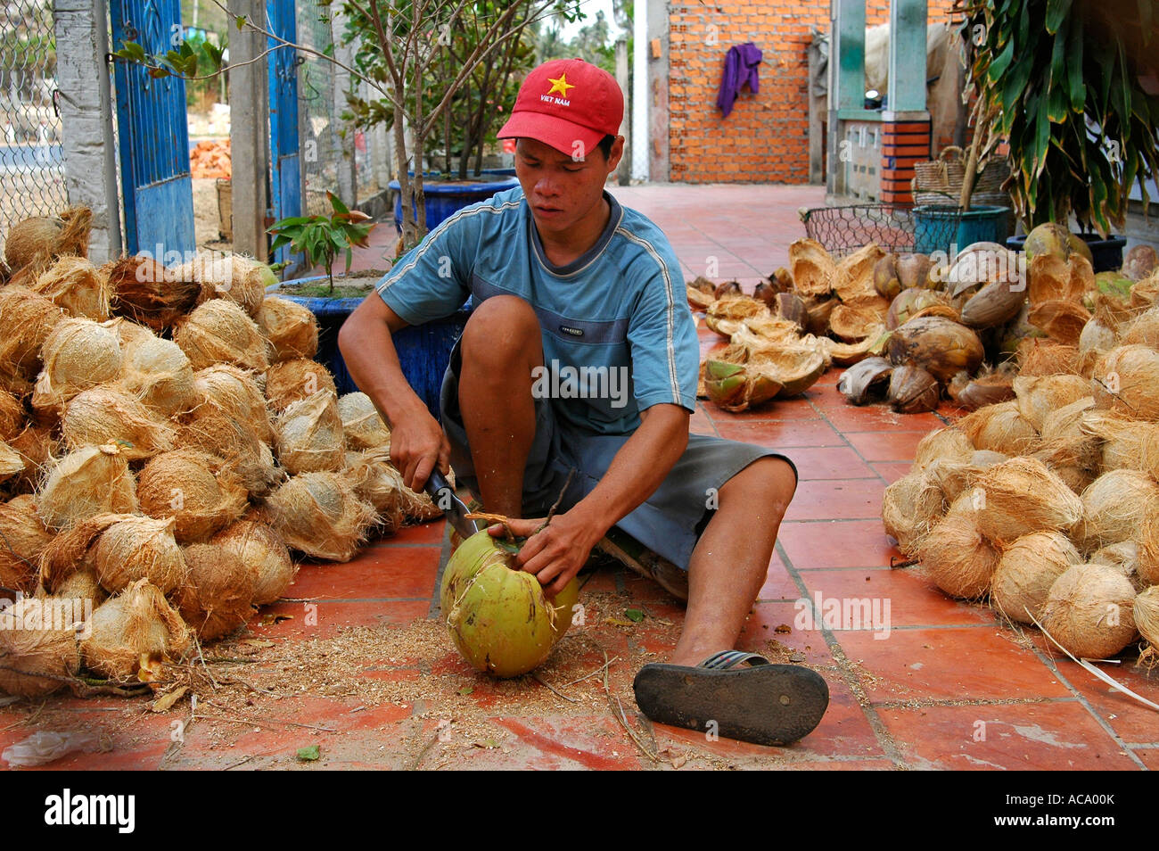 Young man de-husking coconuts, Phan Thiet, Vietnam Stock Photo - Alamy