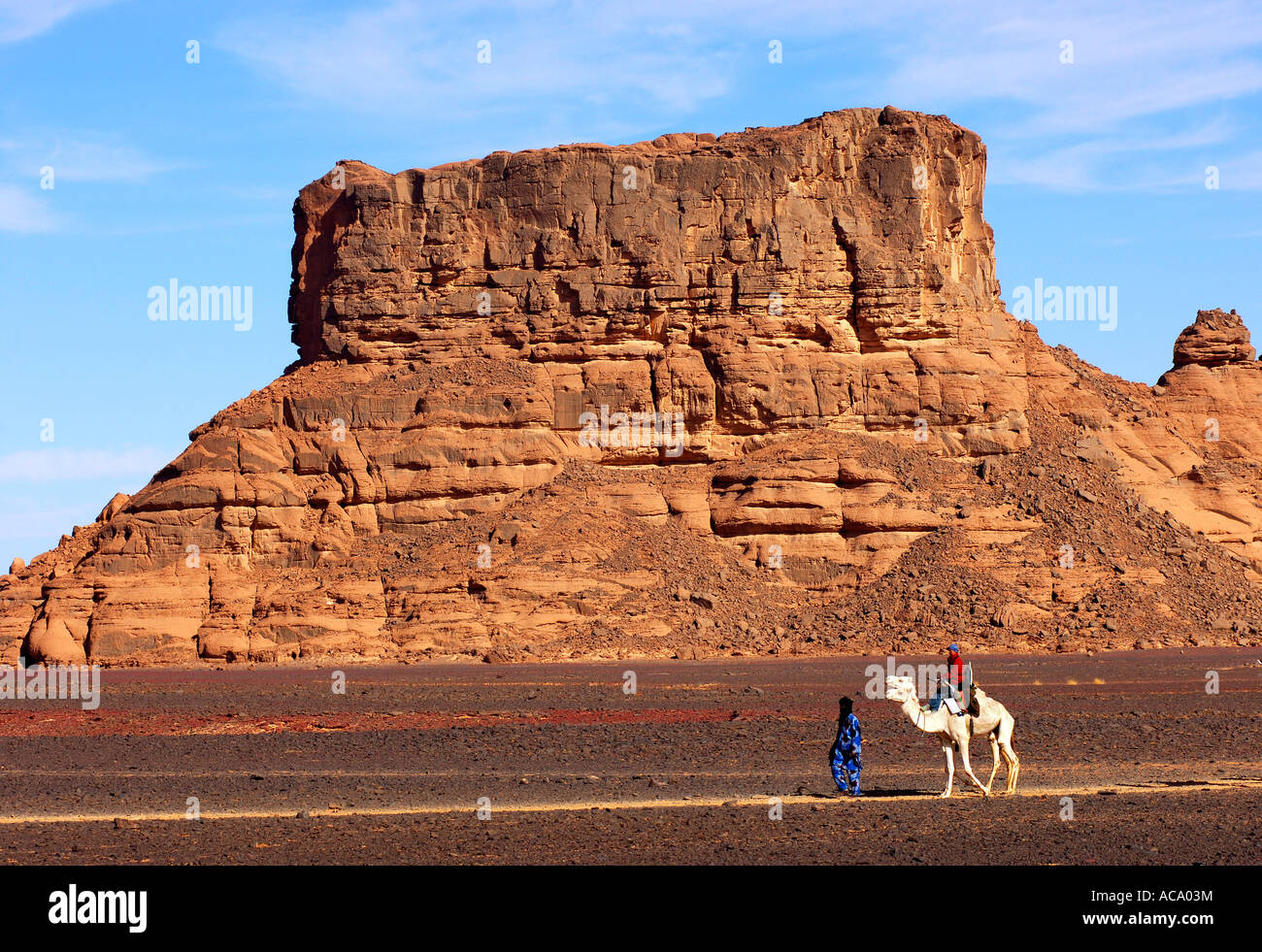 Tuareg nomade with white Mehari dromedary, Acacus Mountains, Libya ...