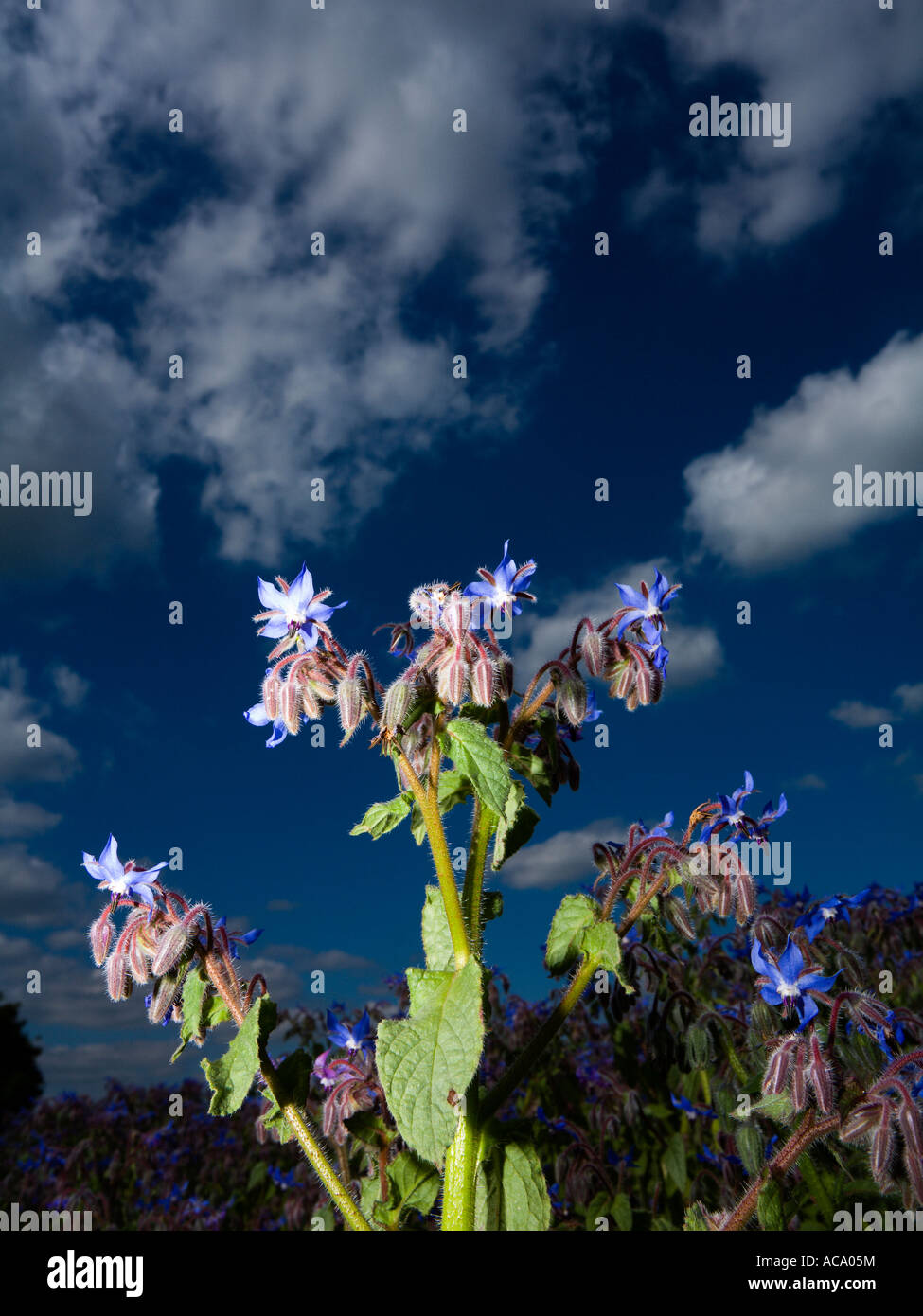 Field of blue Borage crop Hampshire UK Stock Photo - Alamy
