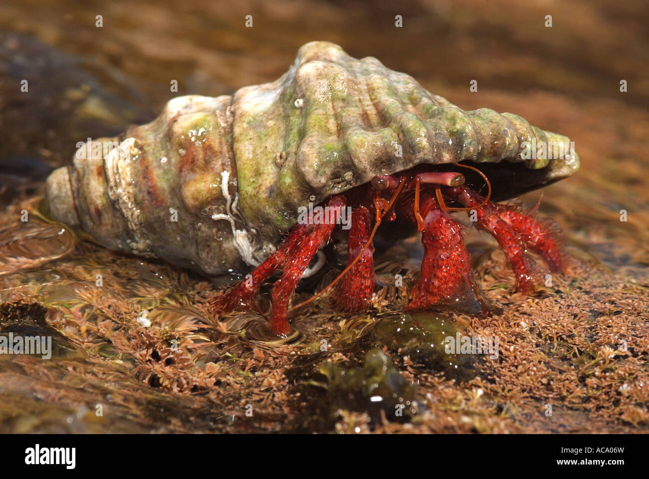 Hermit crab (Paguroidea Stock Photo - Alamy