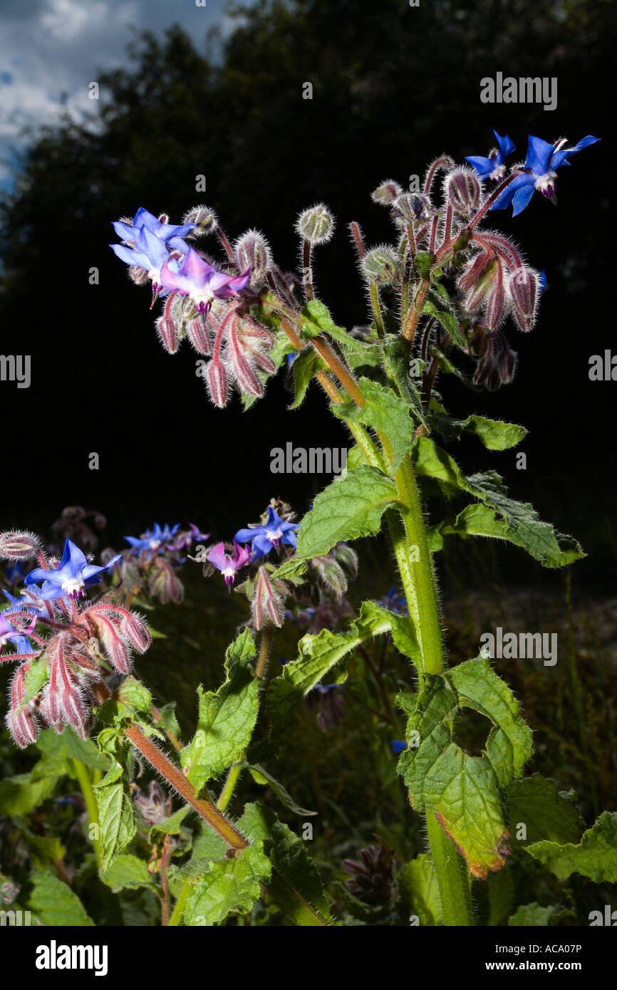 Field of blue Borage crop Hampshire UK Stock Photo - Alamy